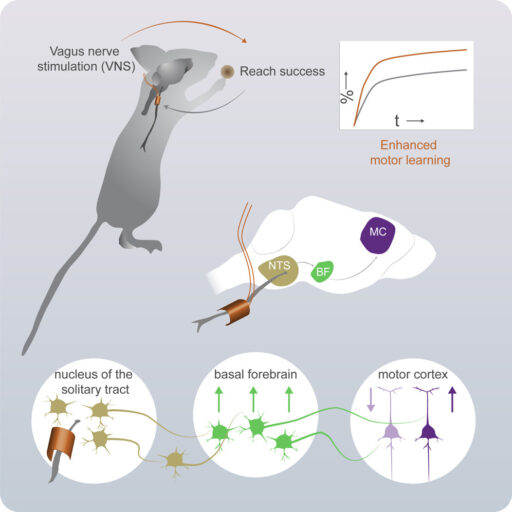Vagus Nerve’s Direct Link to the Brain’s Learning Centers Revealed ...